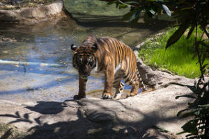 23 Zoos in TEXAS (Wild, Surprising, & Marvelous)